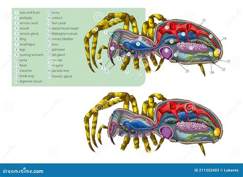 Spider Anatomy Stock Vector Illustration Of Biology 211352403