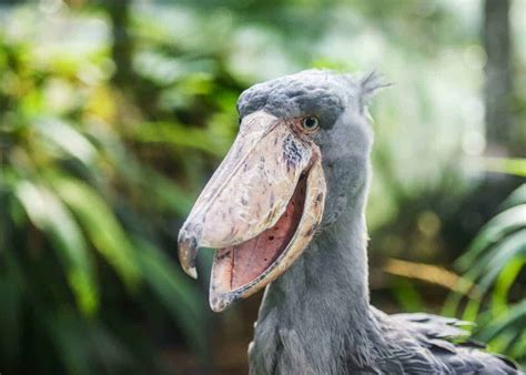 15 Shoebill Facts Balaeniceps Rex Prehistoric Patient Hunters Storyteller Travel