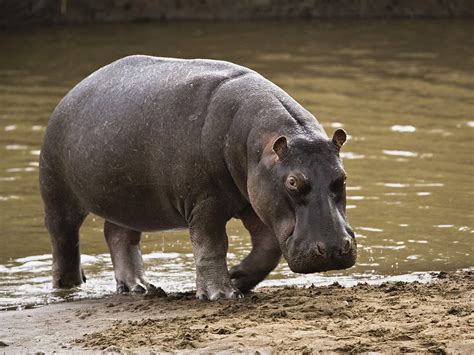 What Do Hippos Look Like