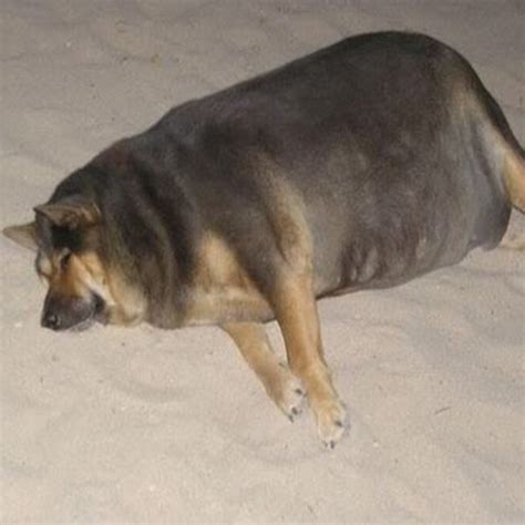 Толстая собака 73 фото