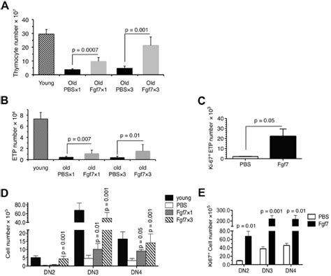 The Number And Proliferation Of Etps And Dn Thymocytes In The Involuted