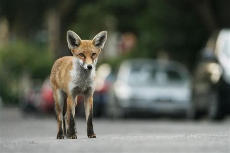 Bristol Fox — Sam Hobson Photography
