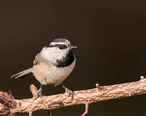 Where Do Chickadees Nest A Z Animals