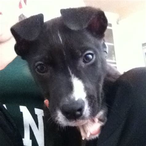 Labcollie Mix Looking For A Forever Home