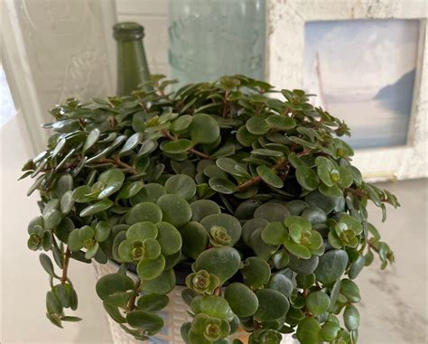 Propagating Chinese Sedum Step By Step Guide