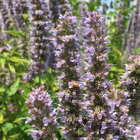 Giant Hyssop Agastache Mexicana Lavender Blue Packet Of 25 Seeds With