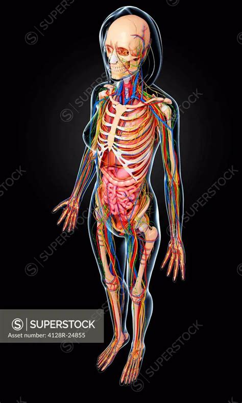 Female Anatomy Computer Artwork Superstock