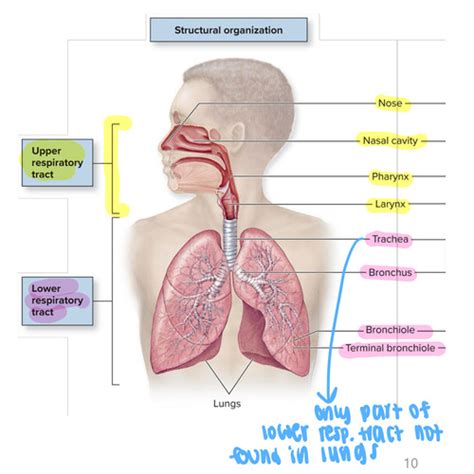 Biol 2510 Exam 2 Respiratory Flashcards Quizlet