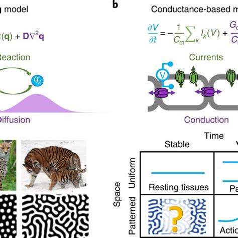 Biochemical And Bioelectrical Spontaneous Pattern Formation A In