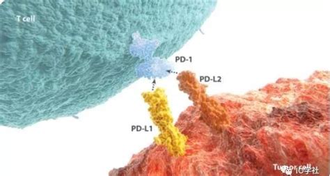 重磅！中国首个pd 1单抗药物欧狄沃（opdivo®）价格公布！ 搜狐大视野 搜狐新闻