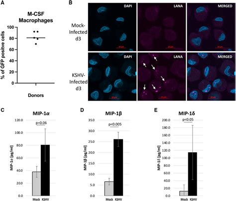Kshv Efficiently Infects M Csf Differentiated Macrophages And Induces B