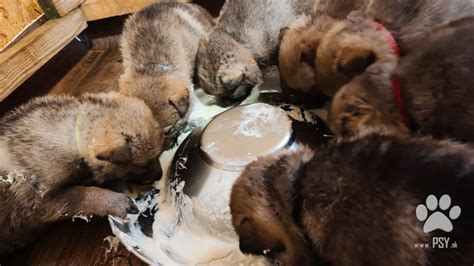 Šteniatko Československý Vlčiak S Pp Inzercia Psov Inzerát č 19705 Psysk