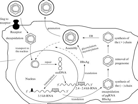 Hepatitis B Virus Life Cycle