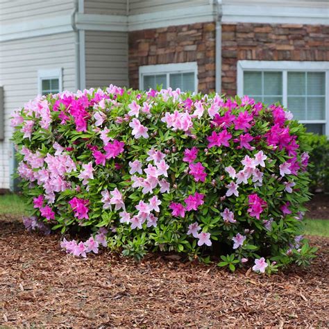 Azalea Bush