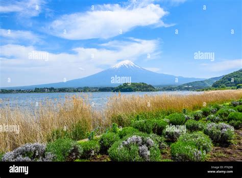 Mount Fuji View From Oishi Park At The Lake Kawaguchiko Northern Coast