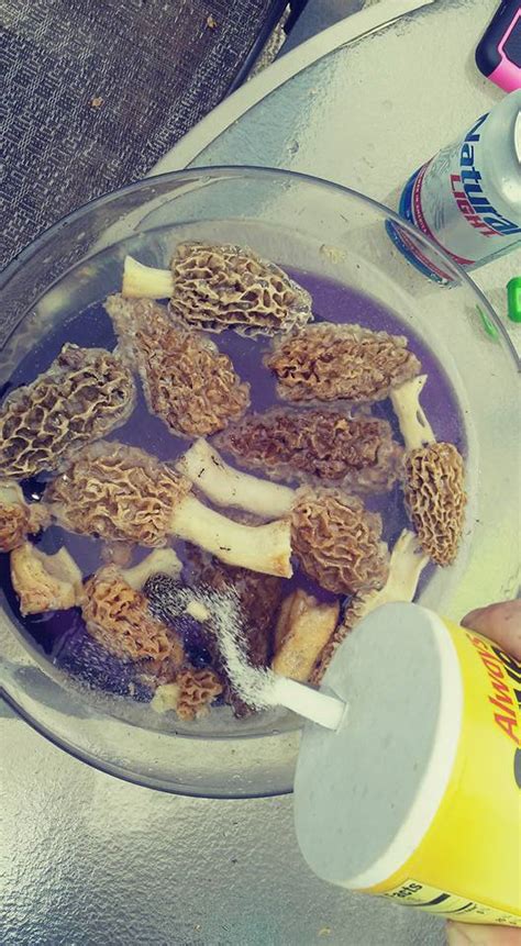 Warsaw Mo Morels Warsaw Mo