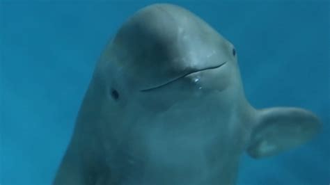 미소천사 상괭이 5년 간 4천 마리 폐사정부 원인 규명 본격