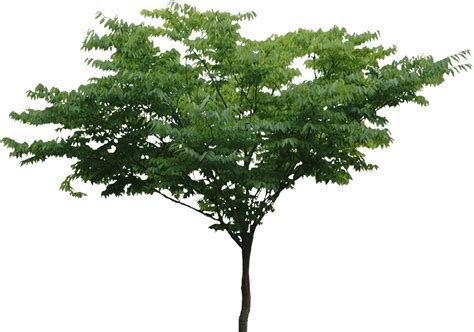 Trend Populer 24 Tree Canopy Png
