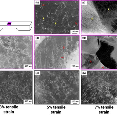 Ecc Micrographs Of Deformation Microstructures From Different Areas And Download Scientific