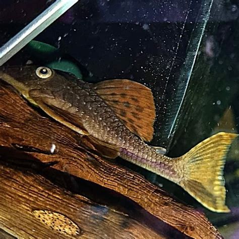 L137 Blue Eyed Red Finn Pleco 11 13cm Lord Pleco