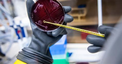 Stanford Scientists Build First Synthetic Human Microbiome From Scratch