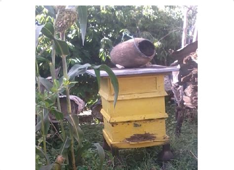 C Types And Placement Of Beehive Download Scientific Diagram