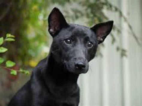 Taiwan Dog Alchetron The Free Social Encyclopedia