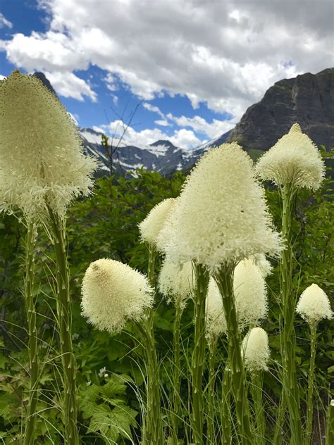 Bear Grass Alpine