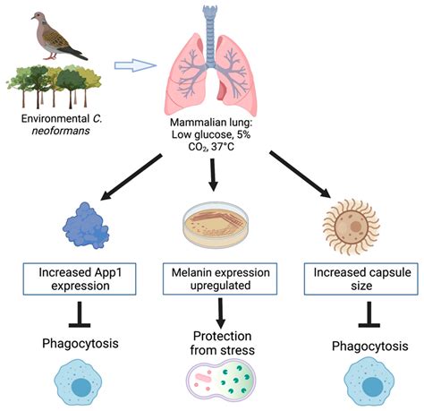 Cryptococcosis Life Cycle