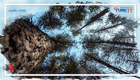 غابات بلغراد إسطنبول 2025 Turktt