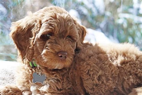 Mini Australian Labradoodle The Cutest Doodle Out There