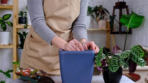 Pot For Plants With Automatic Watering Transplanting Calathea Into A
