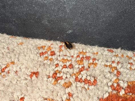 Bedbug Or Small Roach Rbedbugs Bedbug Or Small Roach Rbedbugs