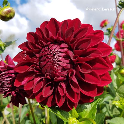 Ab Melnais Burvis Svenska Dahliasällskapet