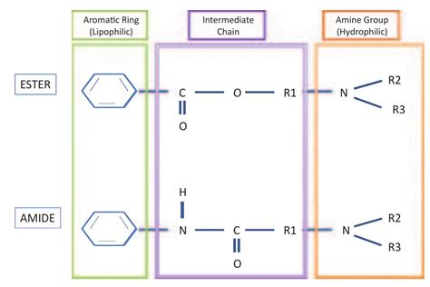 Basic Structure Of Anesthetics