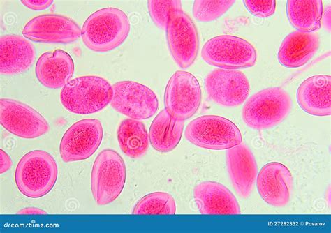 Egg Cell Under Microscope