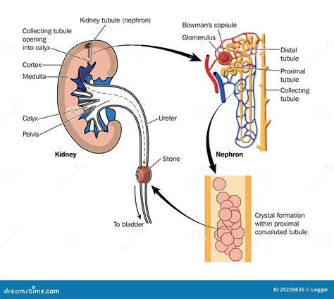 Urine Formation Filtration Reabsorption Secretion Excretion Cartoon
