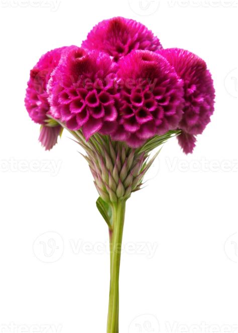 A Vibrant Pink Cockscomb Flower Stands Tall With Intricate Blooms