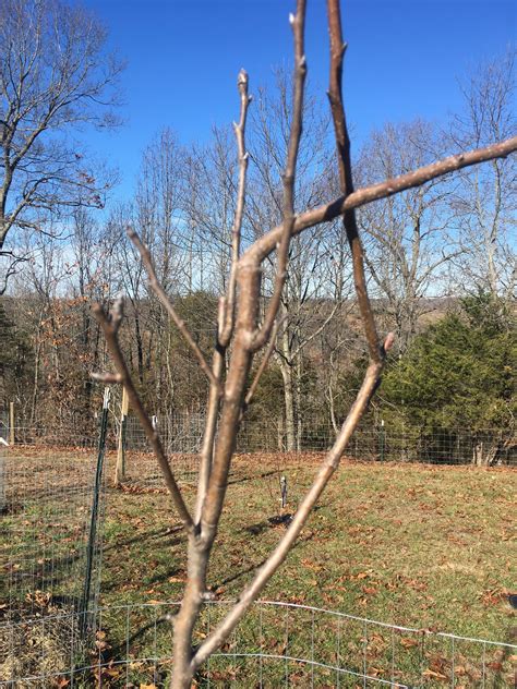 Pruning Pear Tree General Fruit Growing Growing Fruit