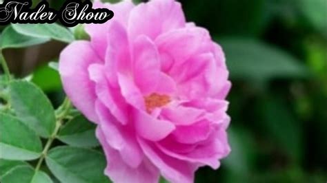 آهنگ ابراهیم عبدی Youtube