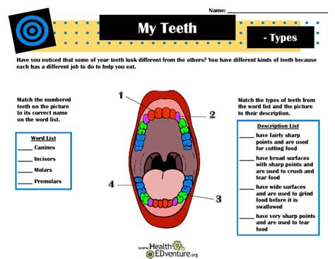 Elementary Science Types Of Teeth By Health Edventure Tpt
