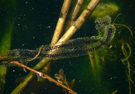 Common Toad Facts And Pictures