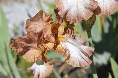 Tall Bearded Iris Wild Ginger Stock Image Image Of Botany Plant