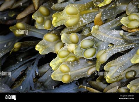 Fucus Vesiculosus
