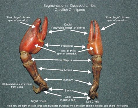 Crayfish Appendages