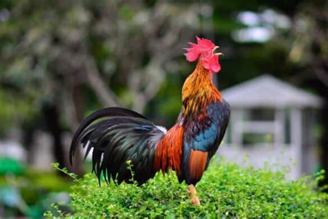Rooster Spurs Everything You Need To Know Daily Chickens