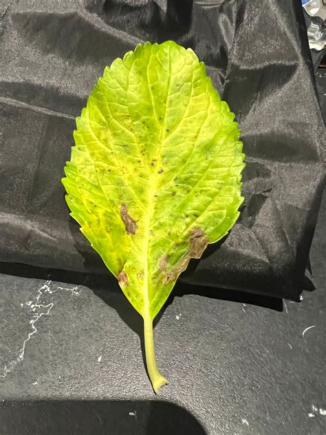 How To Treat A Sick Hydrangea Bunnings Workshop Community