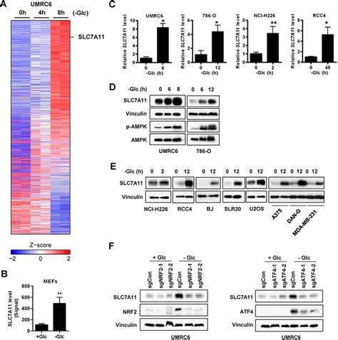 The Glutamate Cystine Antiporter Slc7a11 Xct Enhances Cancer Cell