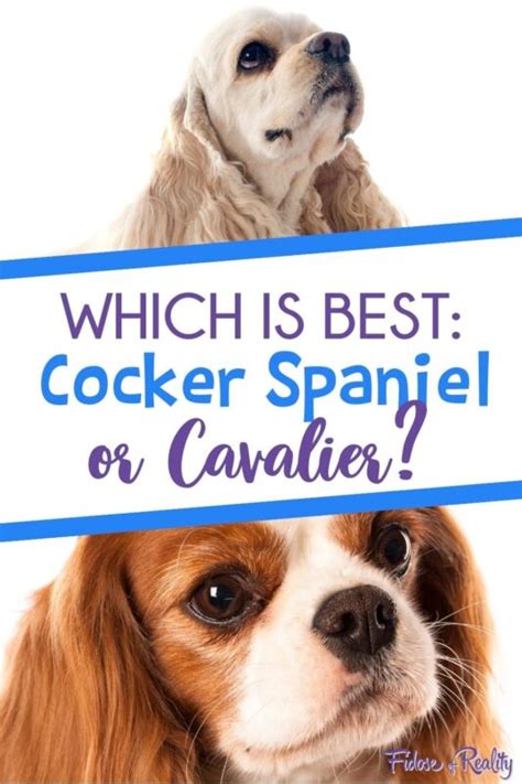 Cocker Spaniel Vs Cavalier King Charles Spaniel Fidose Of Reality