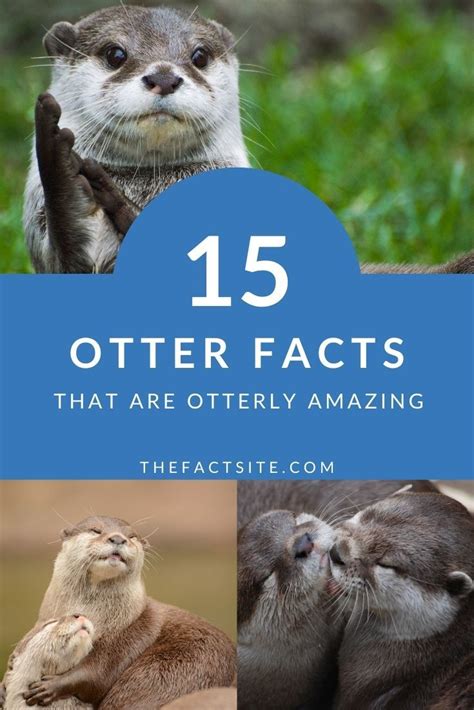 15 Otter Facts That Are Otterly Amazing The Fact Site